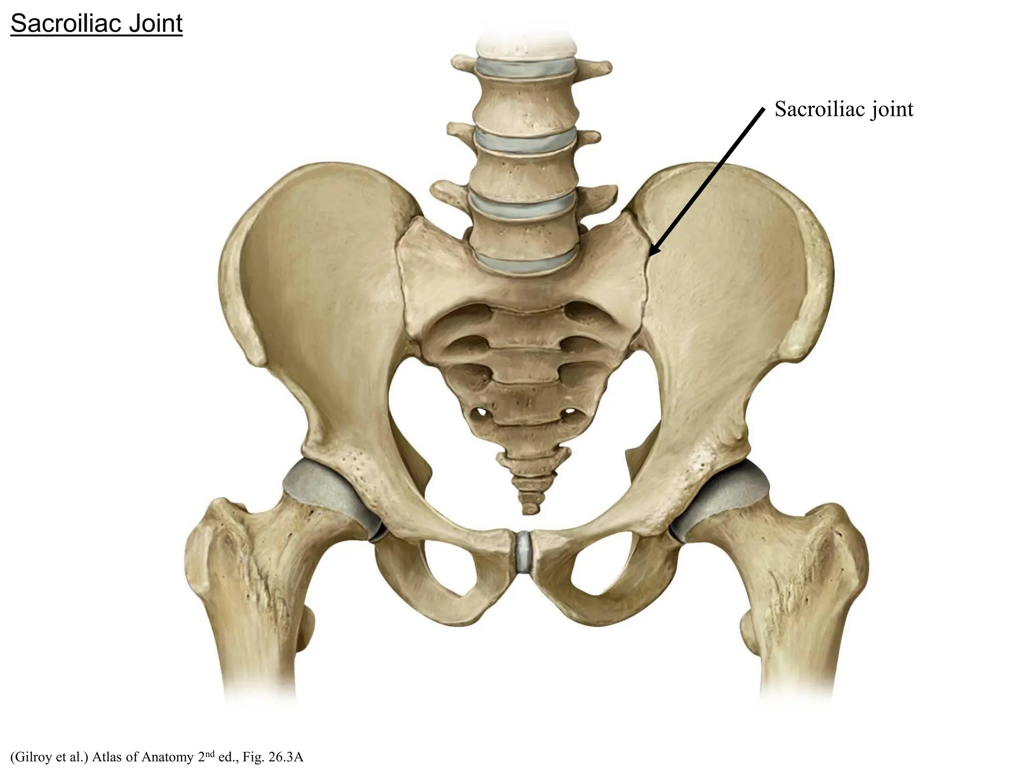 Pelvis Anatomy Lecture 1-Structure of the Pelvic Wall 2016.pdf