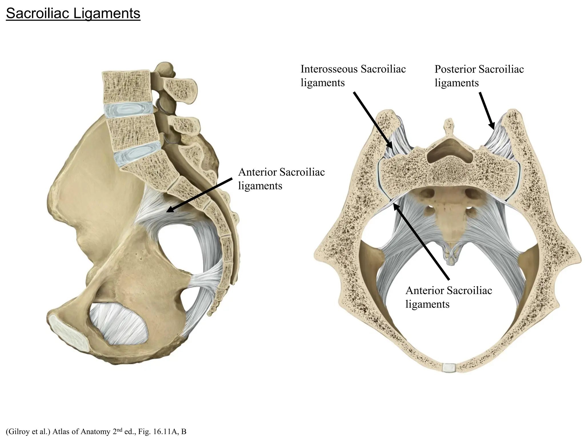 Pelvis Anatomy Lecture 1-Structure of the Pelvic Wall 2016.pdf