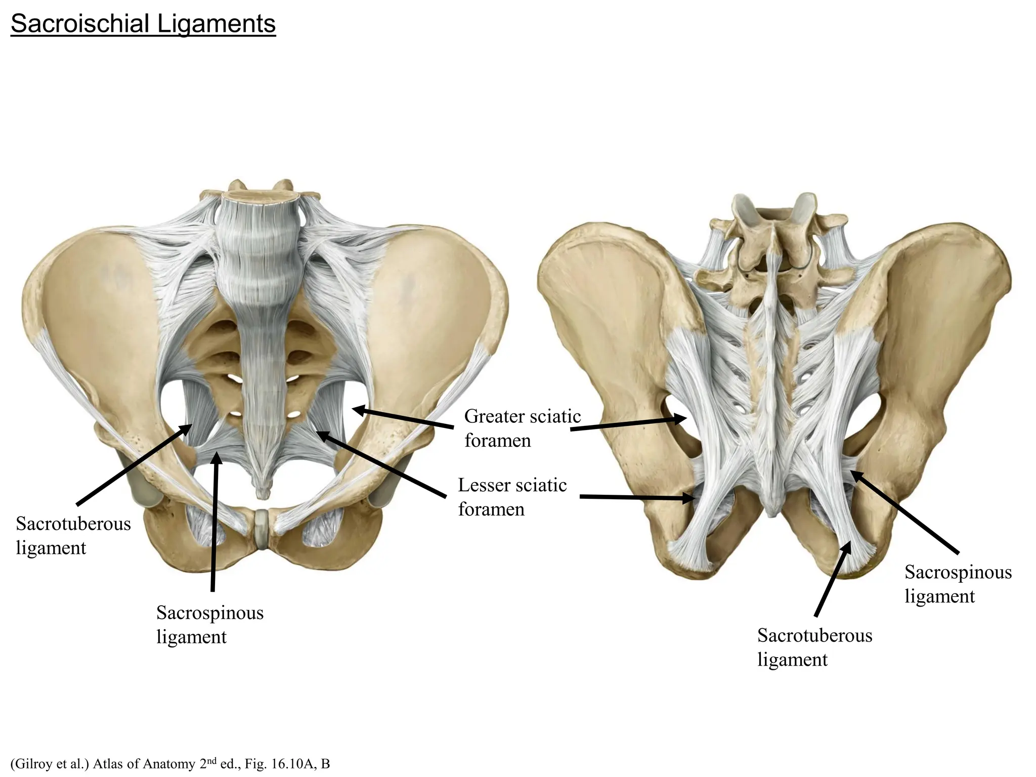 Pelvis Anatomy Lecture 1-Structure of the Pelvic Wall 2016.pdf