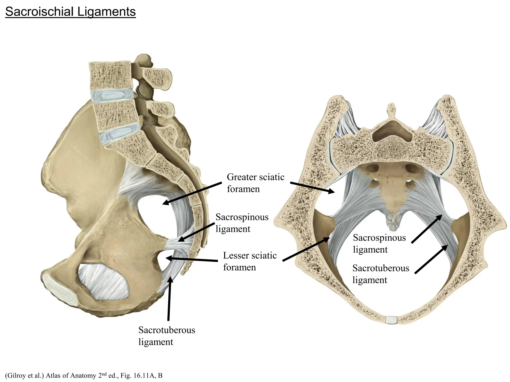 Pelvis Anatomy Lecture 1-Structure of the Pelvic Wall 2016.pdf