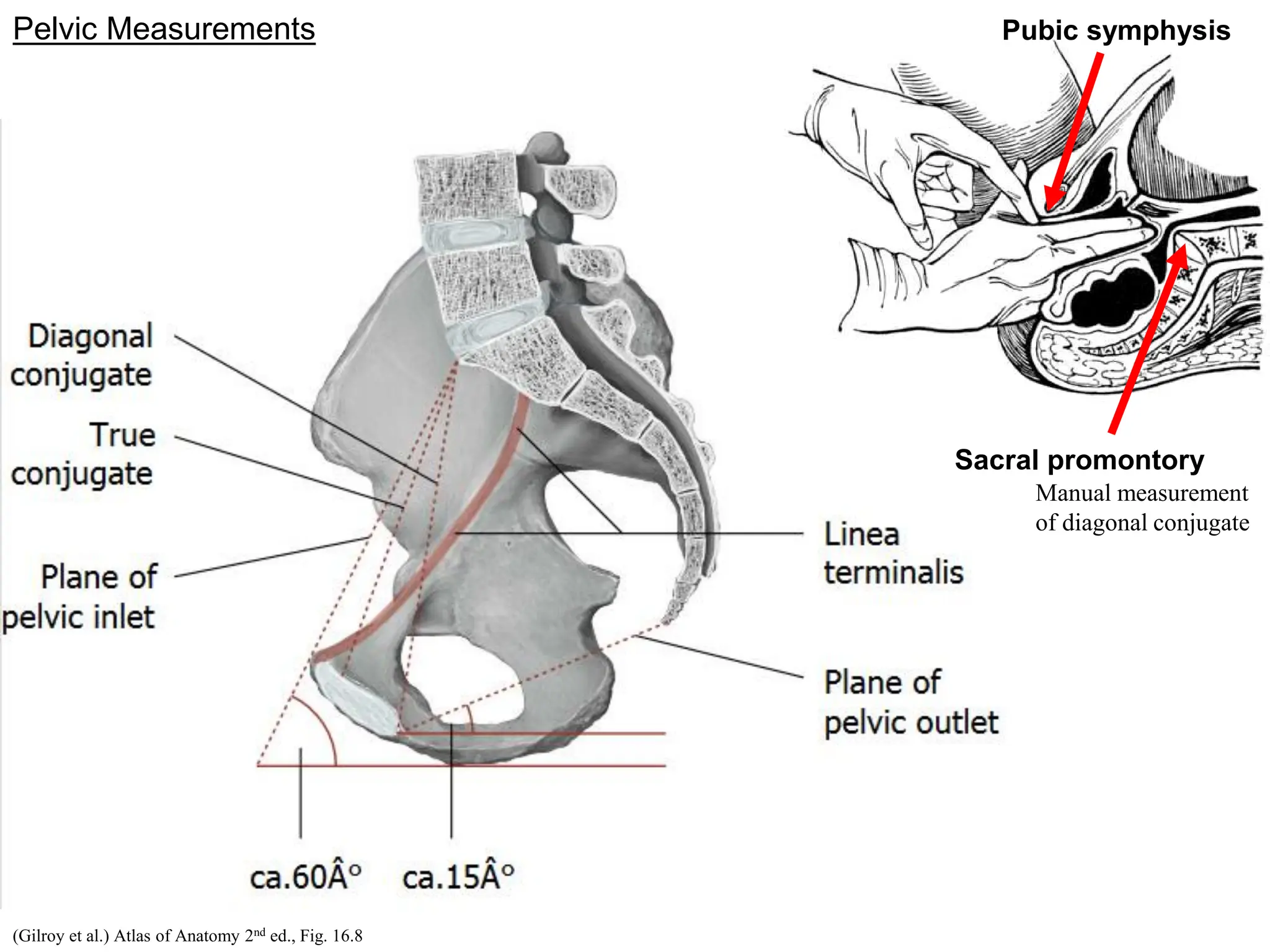 Pelvis Anatomy Lecture 1-Structure of the Pelvic Wall 2016.pdf