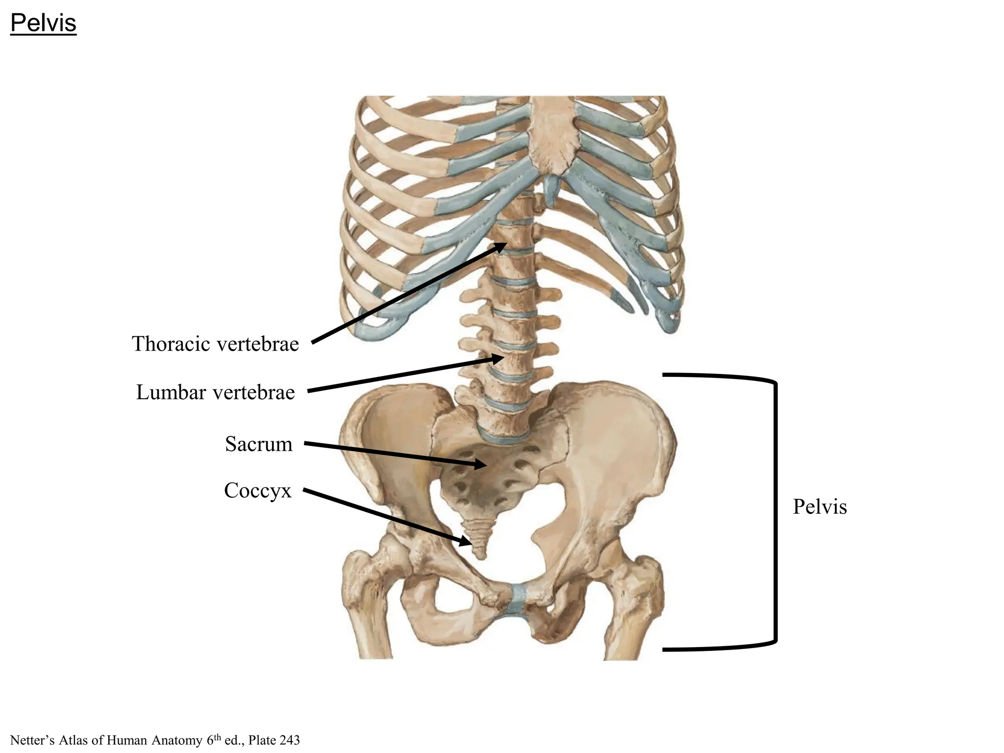 Pelvis Anatomy Lecture 1-Structure of the Pelvic Wall 2016.pdf