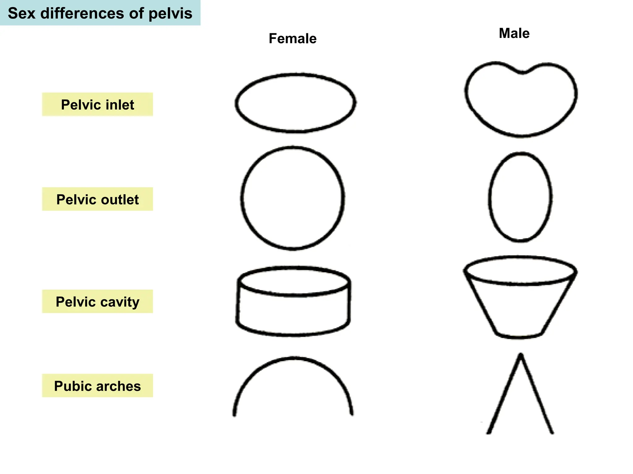 Pelvis Anatomy Lecture 1-Structure of the Pelvic Wall 2016.pdf