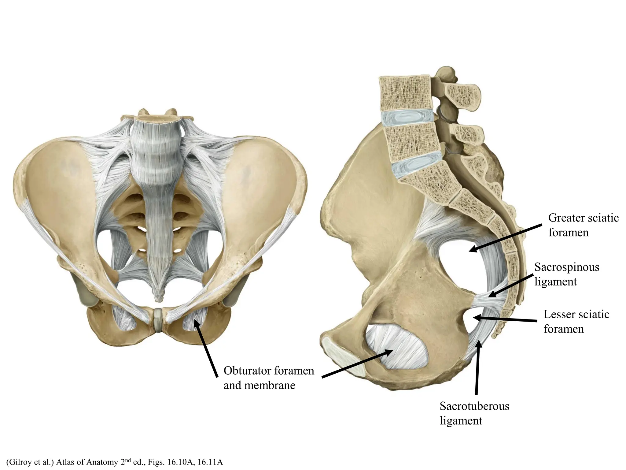 Pelvis Anatomy Lecture 1-Structure of the Pelvic Wall 2016.pdf
