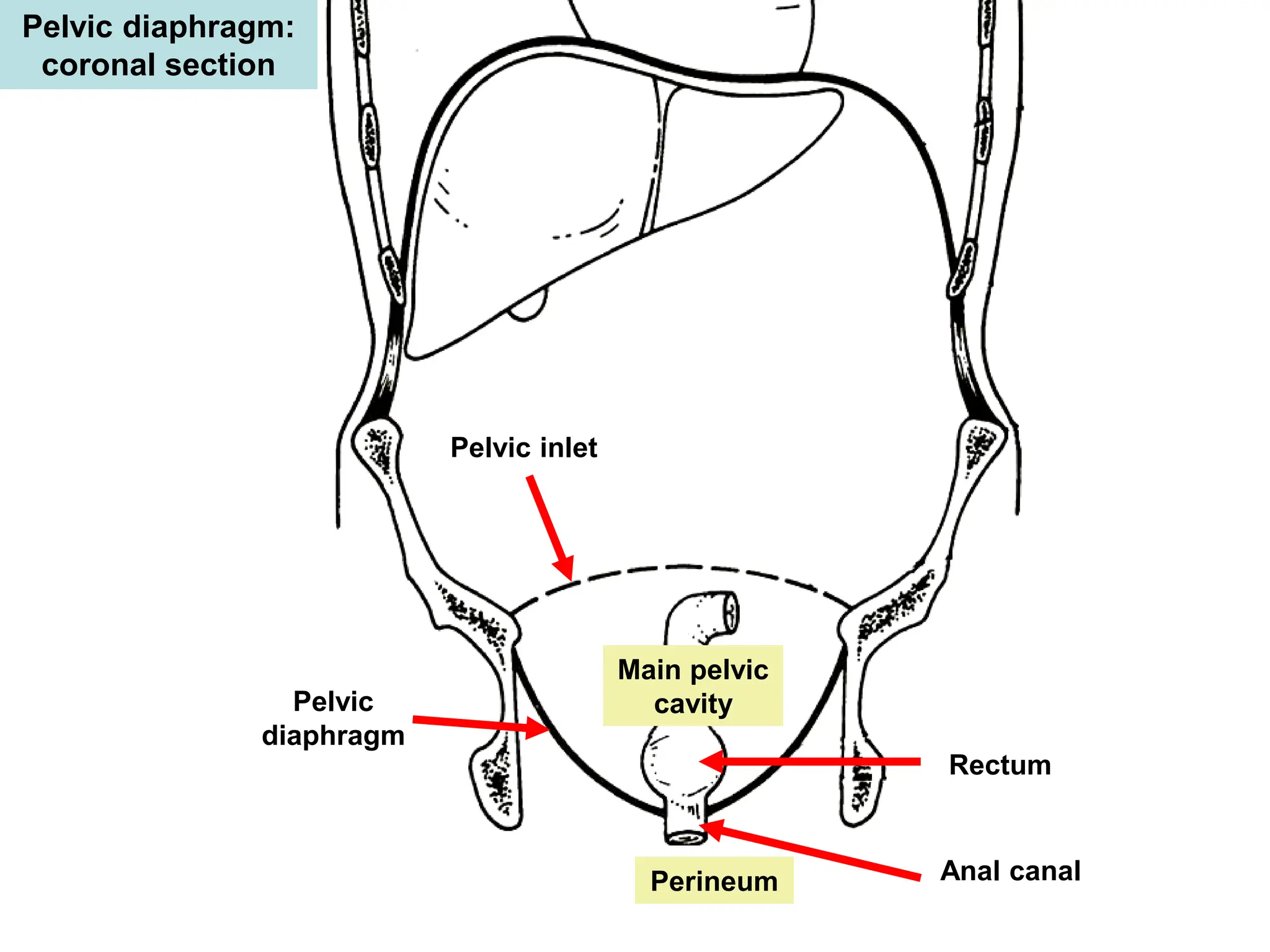 Pelvis Anatomy Lecture 1-Structure of the Pelvic Wall 2016.pdf