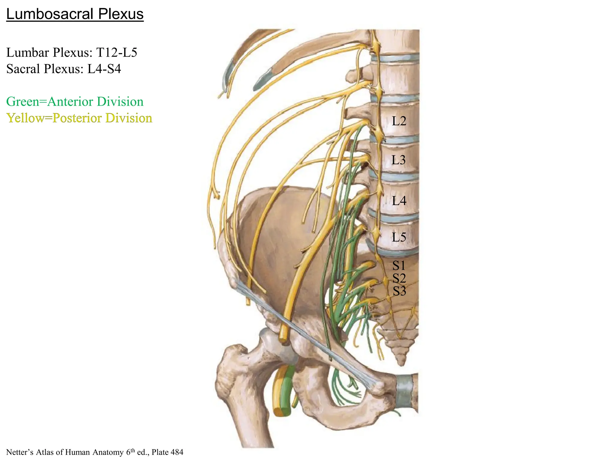 Pelvis Anatomy Lecture 1-Structure of the Pelvic Wall 2016.pdf