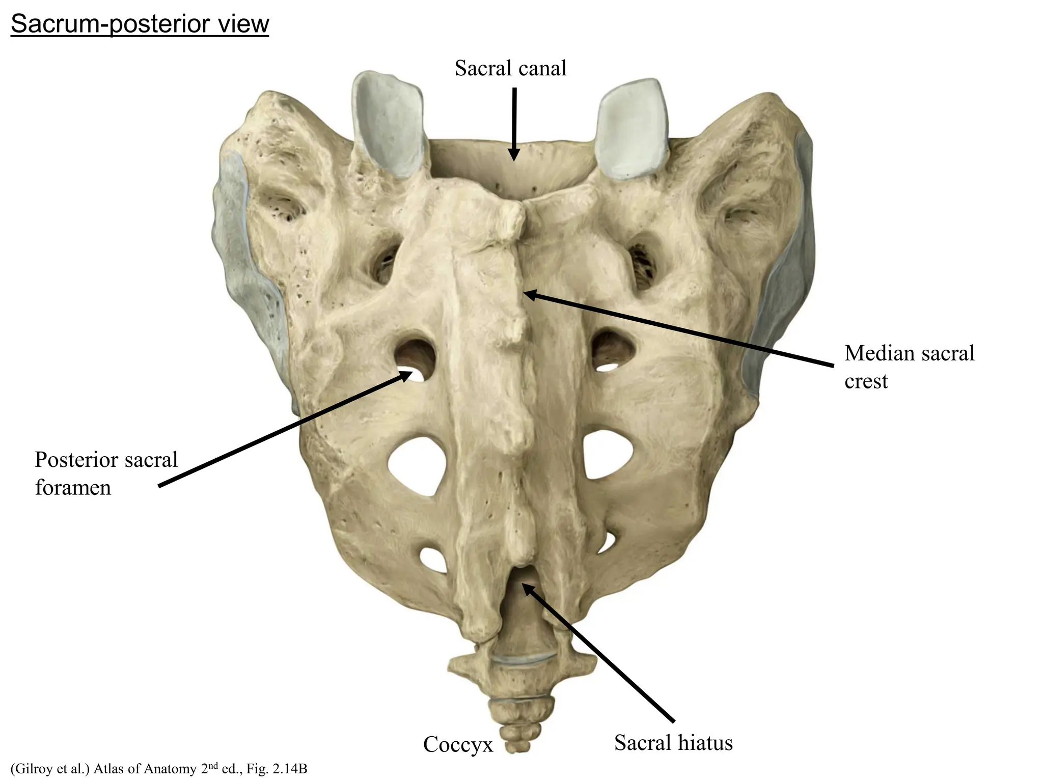 Pelvis Anatomy Lecture 1-Structure of the Pelvic Wall 2016.pdf