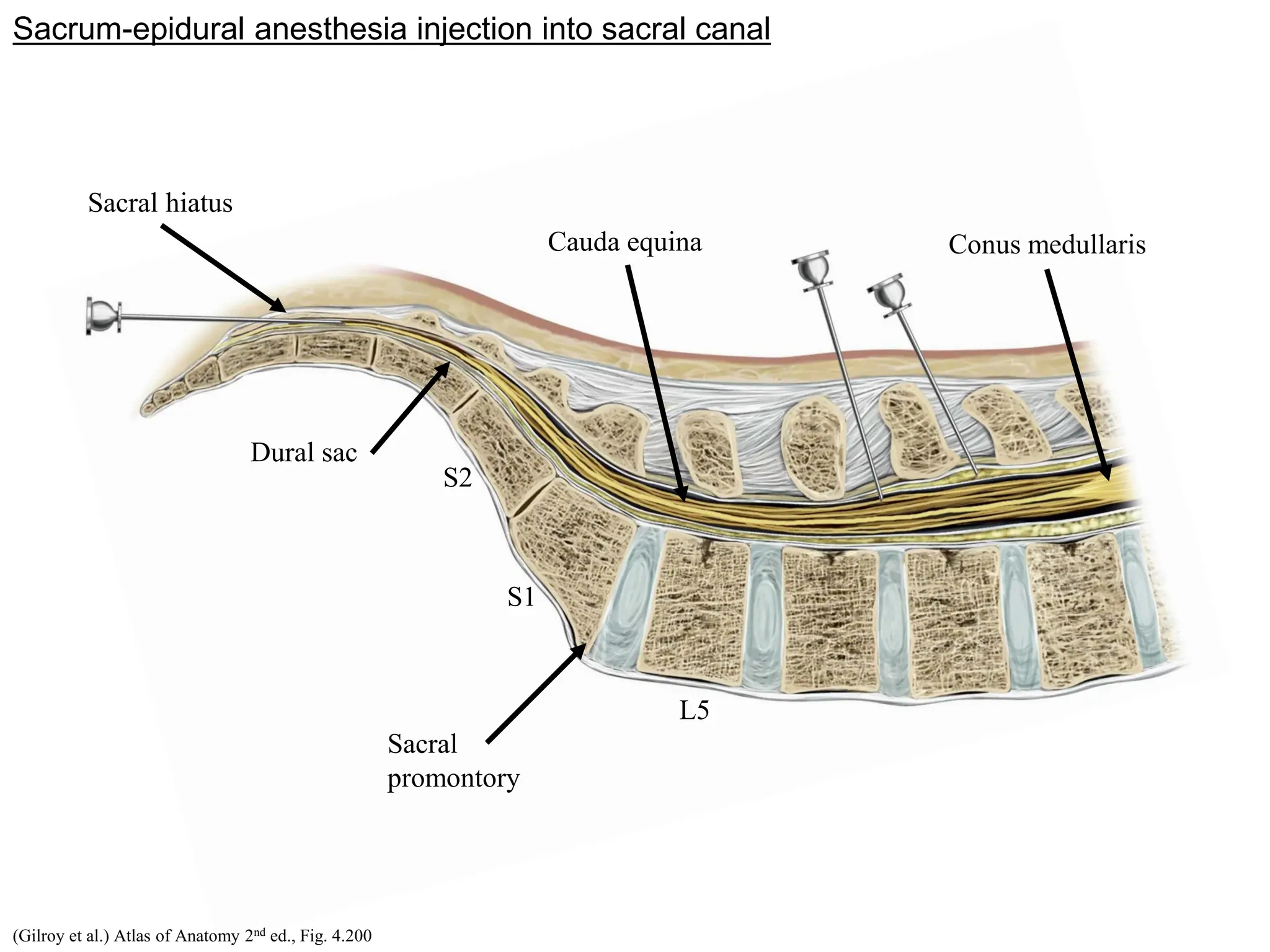 Pelvis Anatomy Lecture 1-Structure of the Pelvic Wall 2016.pdf