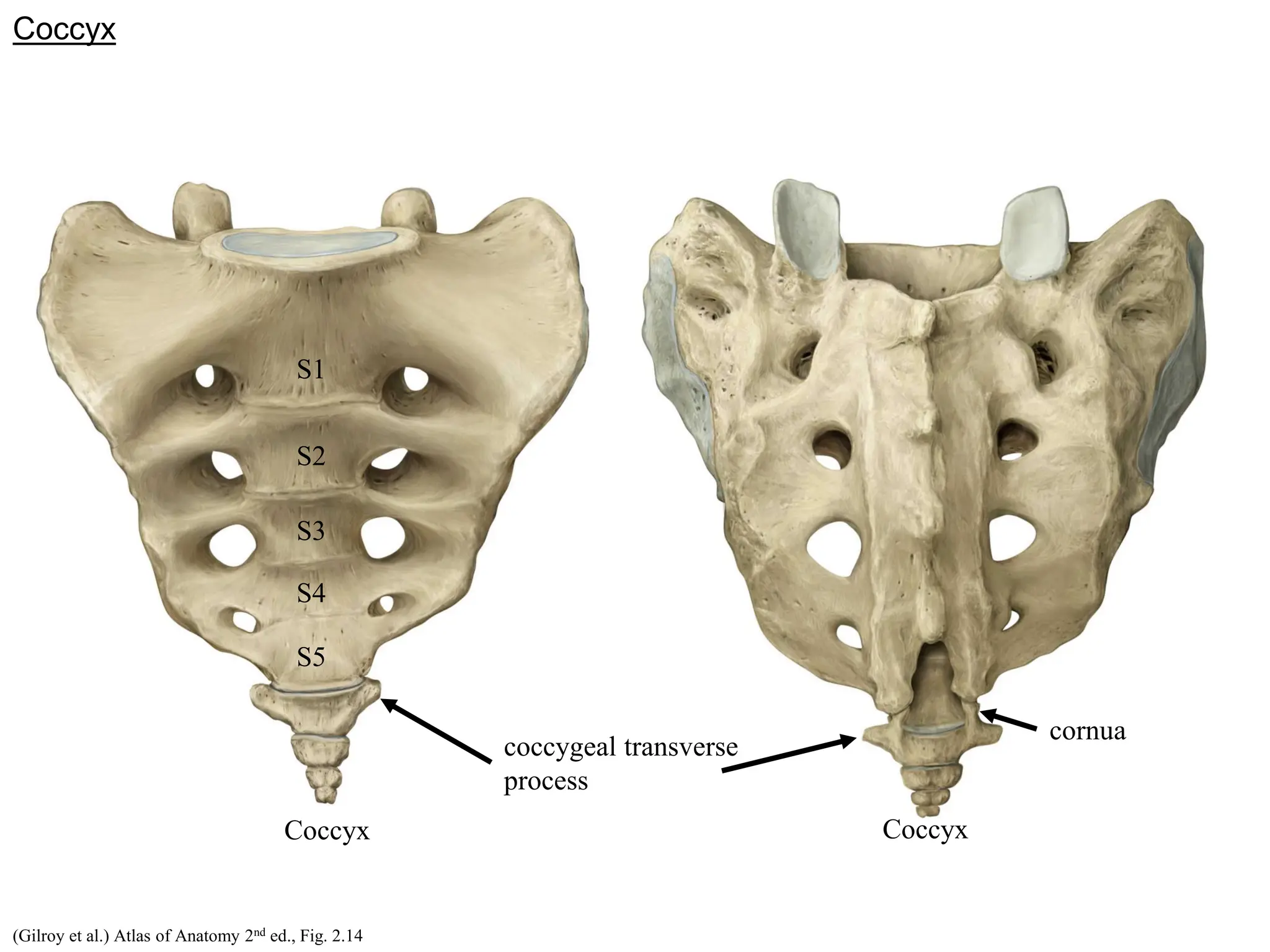 Pelvis Anatomy Lecture 1-Structure of the Pelvic Wall 2016.pdf