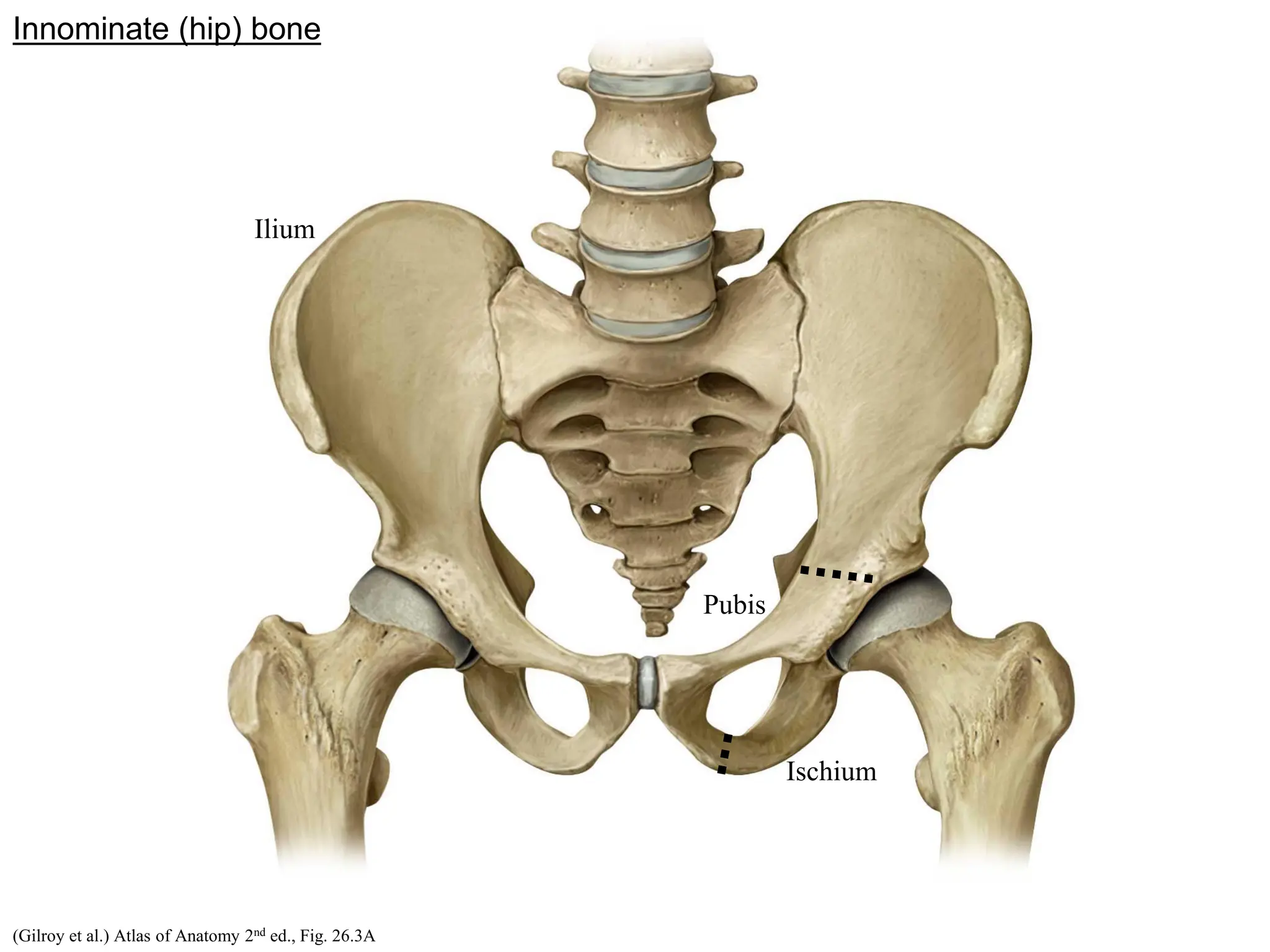 Pelvis Anatomy Lecture 1-Structure of the Pelvic Wall 2016.pdf