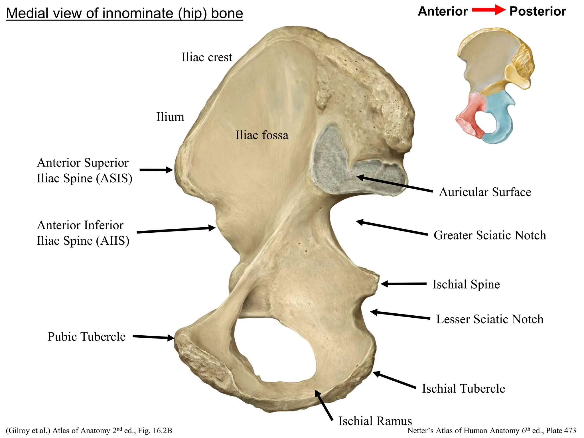 Pelvis Anatomy Lecture 1-Structure of the Pelvic Wall 2016.pdf