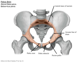 Pelvis Anatomy Lecture 1-Structure of the Pelvic Wall 2016.pdf
