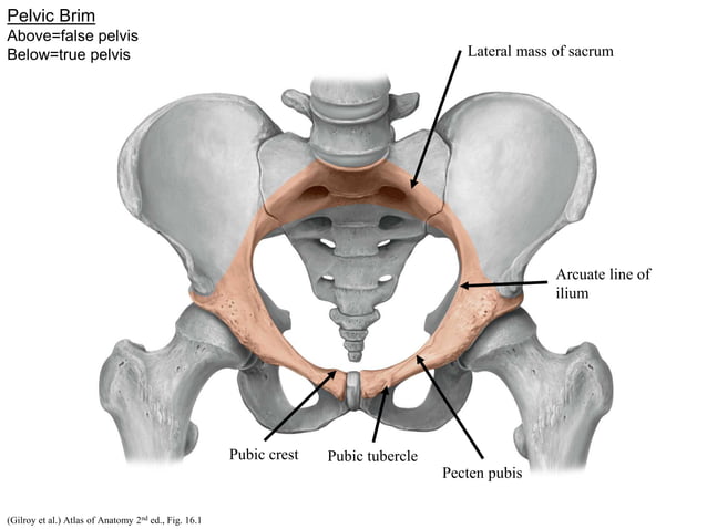 Pelvis Anatomy Lecture 1-Structure of the Pelvic Wall 2016.pdf