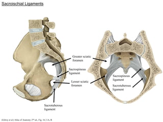 Pelvis Anatomy Lecture 1-Structure of the Pelvic Wall 2016.pdf