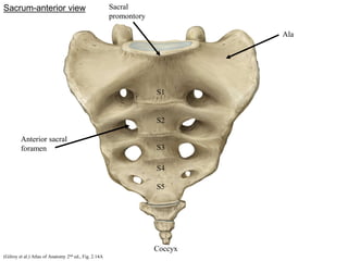 Pelvis Anatomy Lecture 1-Structure of the Pelvic Wall 2016.pdf