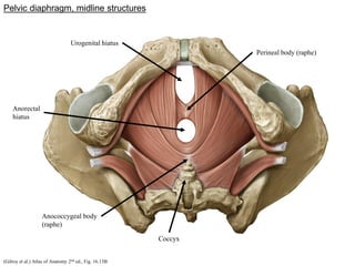 Pelvis Anatomy Lecture 1 Structure Of The Pelvic Wall 2016pdf