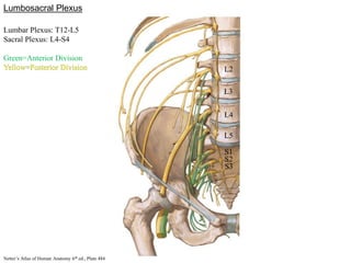 Pelvis Anatomy Lecture 1-Structure of the Pelvic Wall 2016.pdf