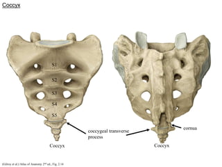 Pelvis Anatomy Lecture 1-Structure of the Pelvic Wall 2016.pdf
