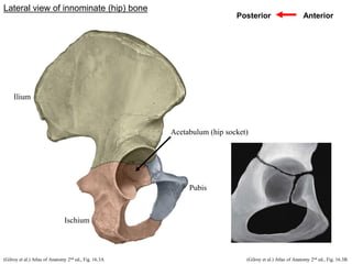 Pelvis Anatomy Lecture 1-Structure of the Pelvic Wall 2016.pdf