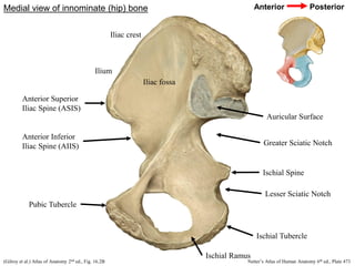 Pelvis Anatomy Lecture 1-Structure of the Pelvic Wall 2016.pdf