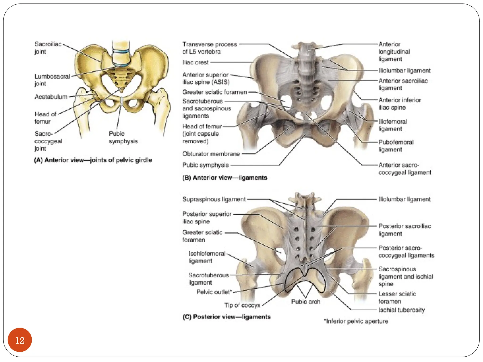 Pelvis Anatomy of female and male humans | PPT