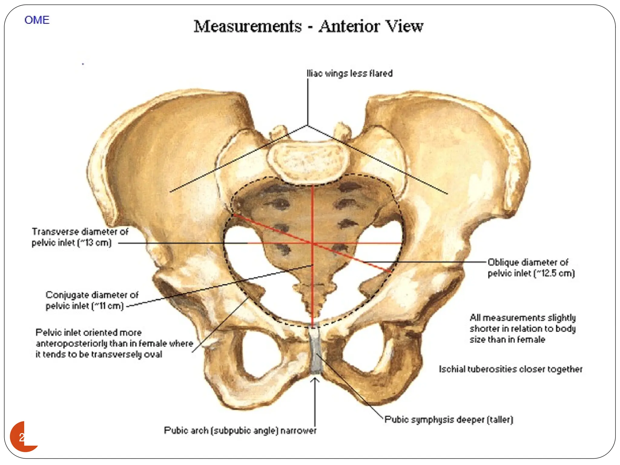 Pelvis Anatomy of female and male humans | PPT