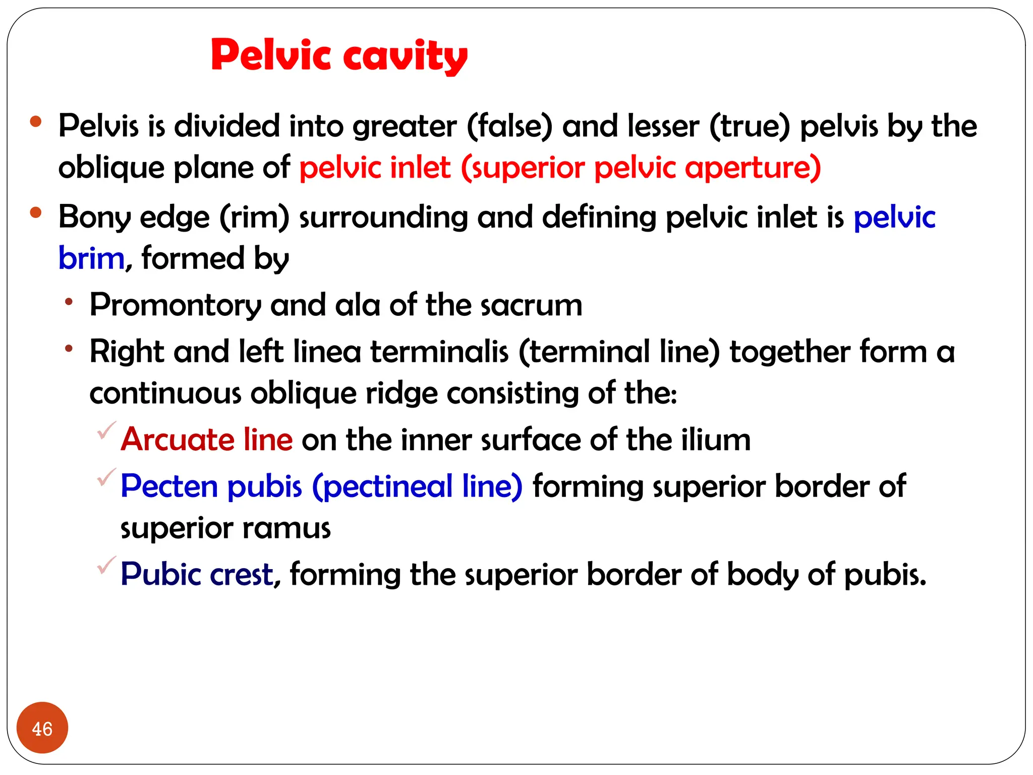 Pelvis Anatomy of female and male humans | PPT