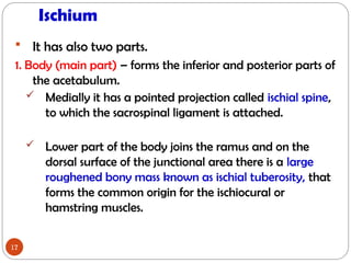 Pelvis Anatomy of female and male humans | PPT