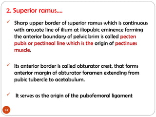 Pelvis Anatomy of female and male humans | PPT