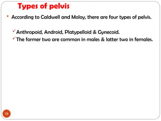 Pelvis Anatomy of female and male humans | PPT