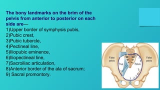 pelvis and cpd (1).pptx.................. | PPTX