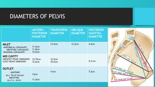 pelvis and cpd (1).pptx.................. | PPTX