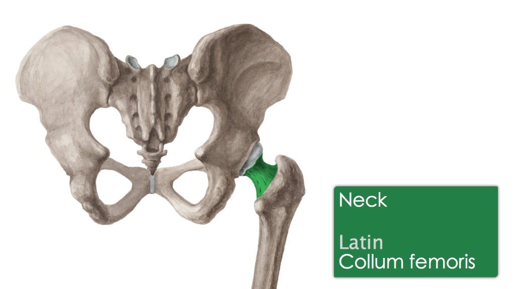 Pelvis and Femur | anatomy Kenhub