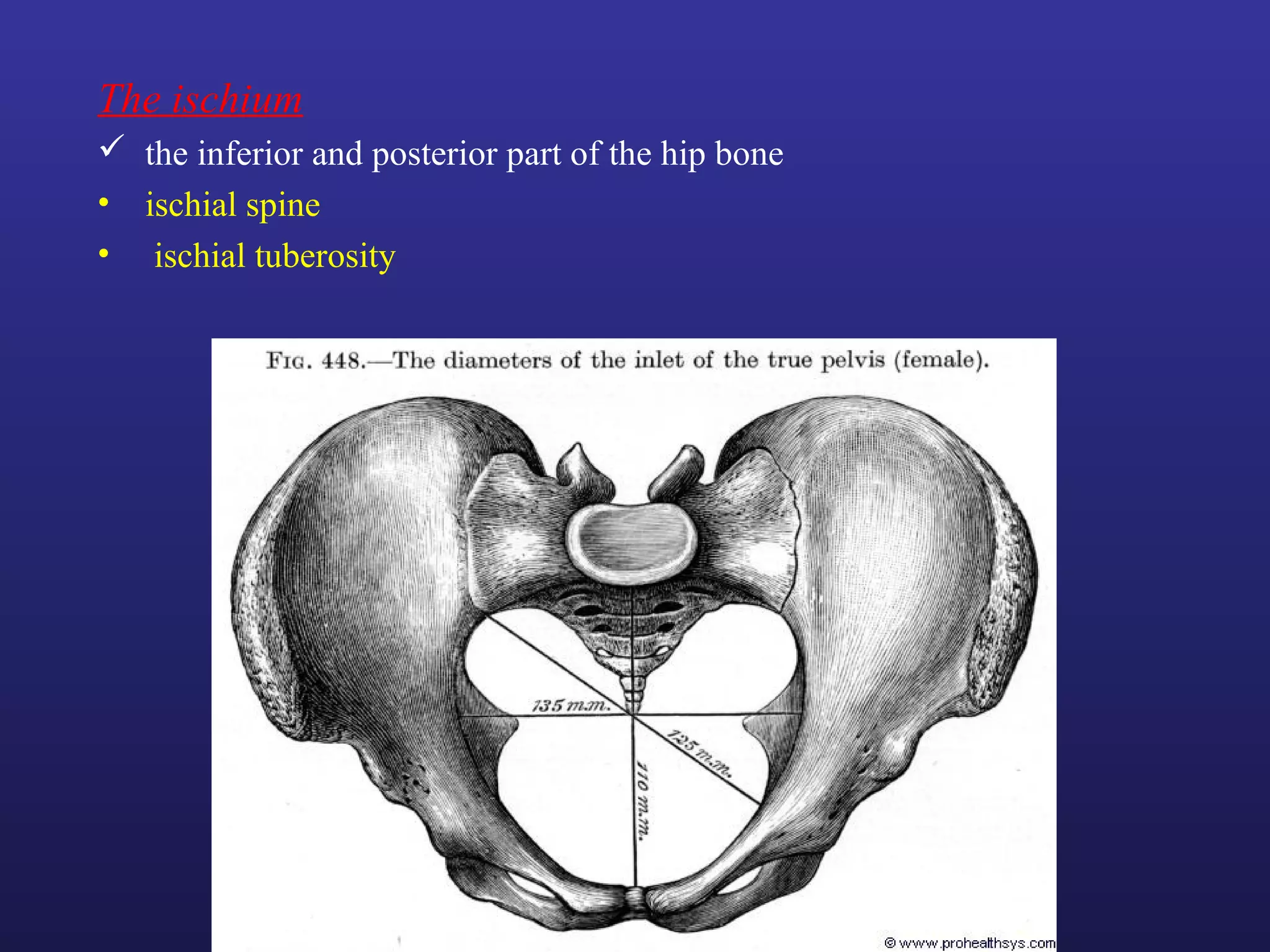 Pelvis and pelvimetry | PPT