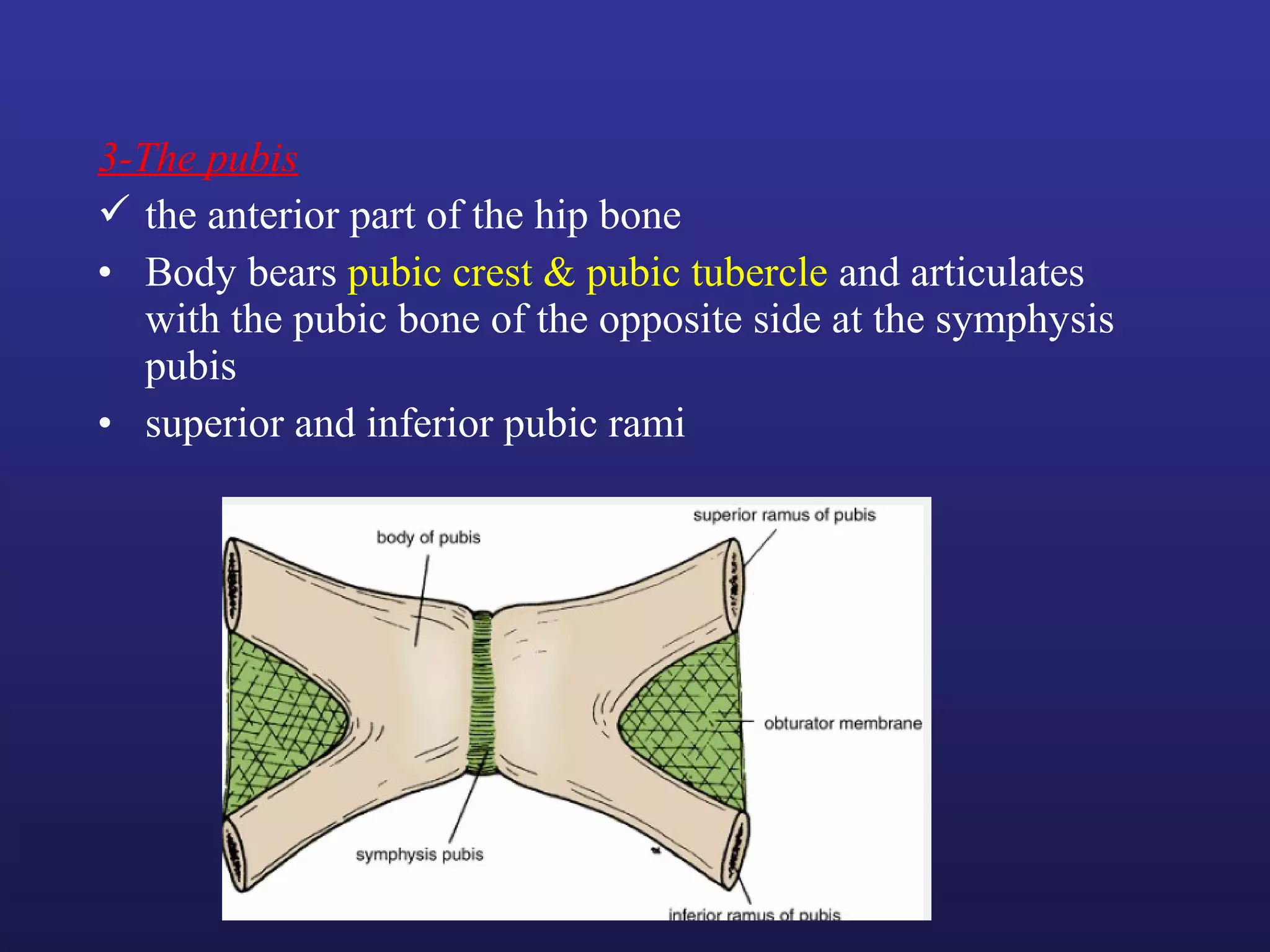 Pelvis and pelvimetry | PPT