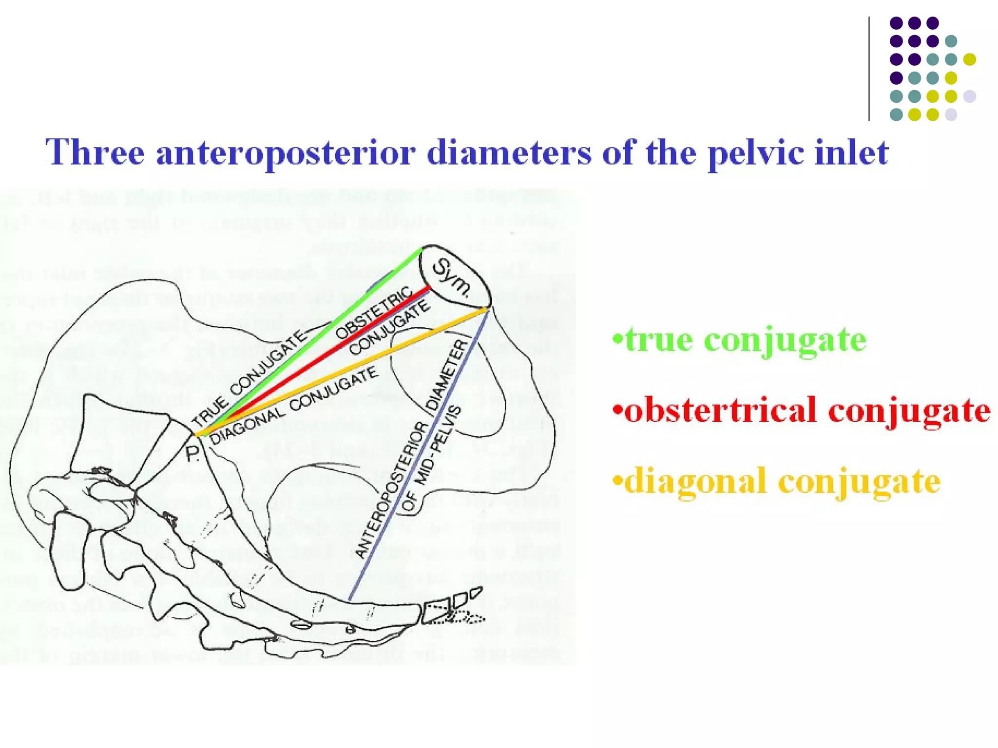 Pelvis and pelvimetry | PPT