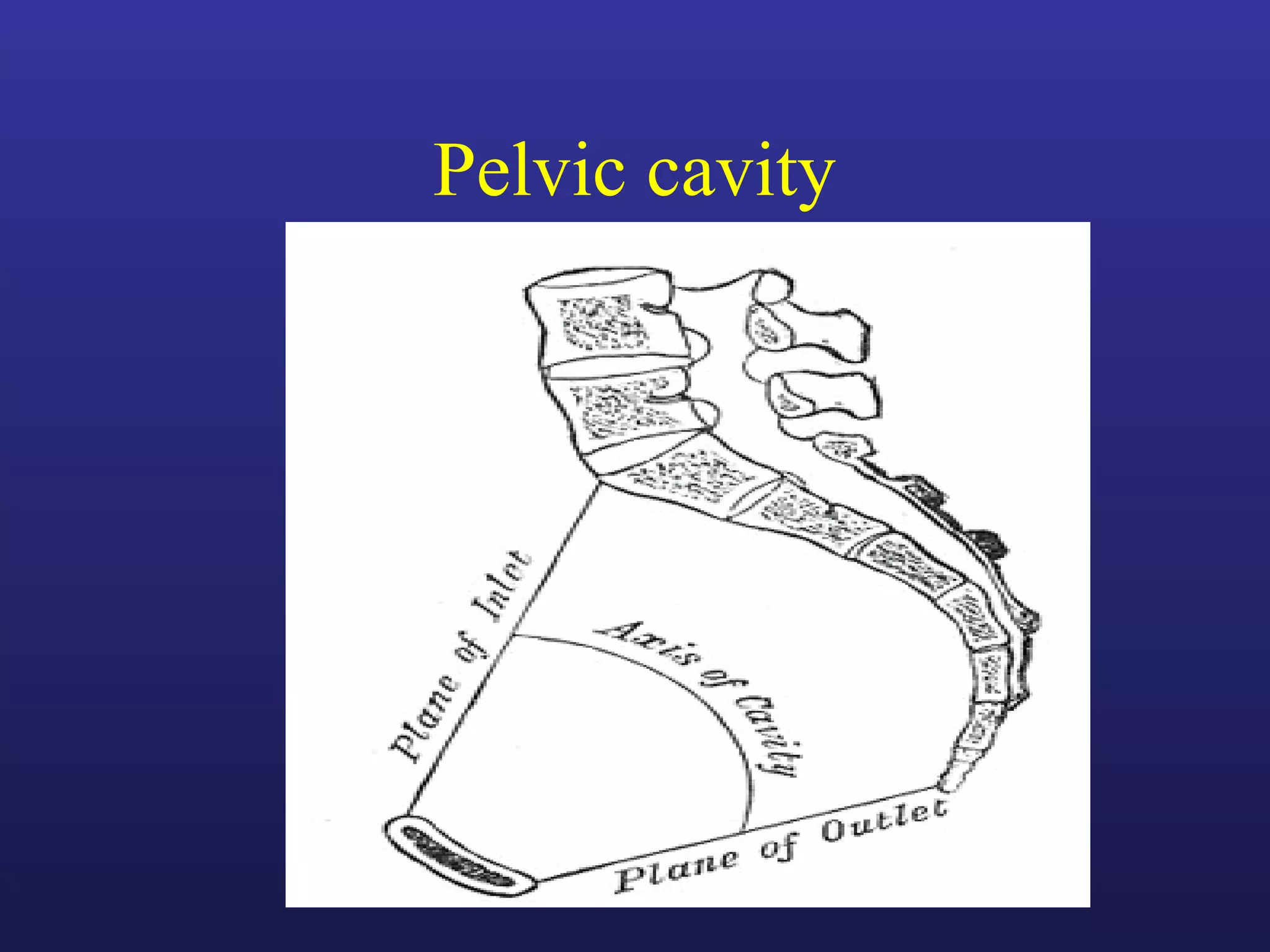 Pelvis and pelvimetry | PPT