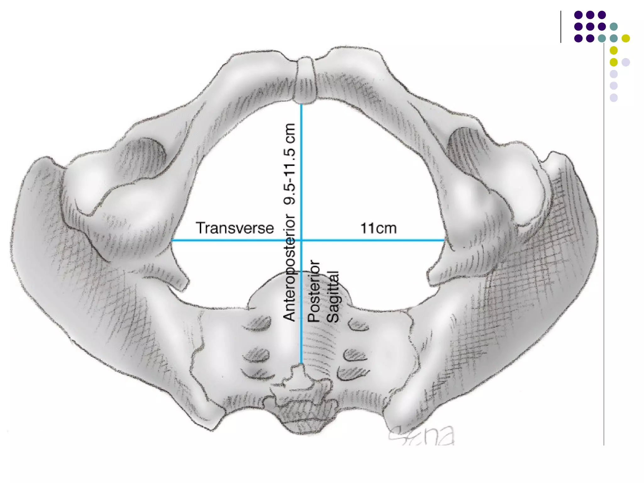 Pelvis and pelvimetry | PPT