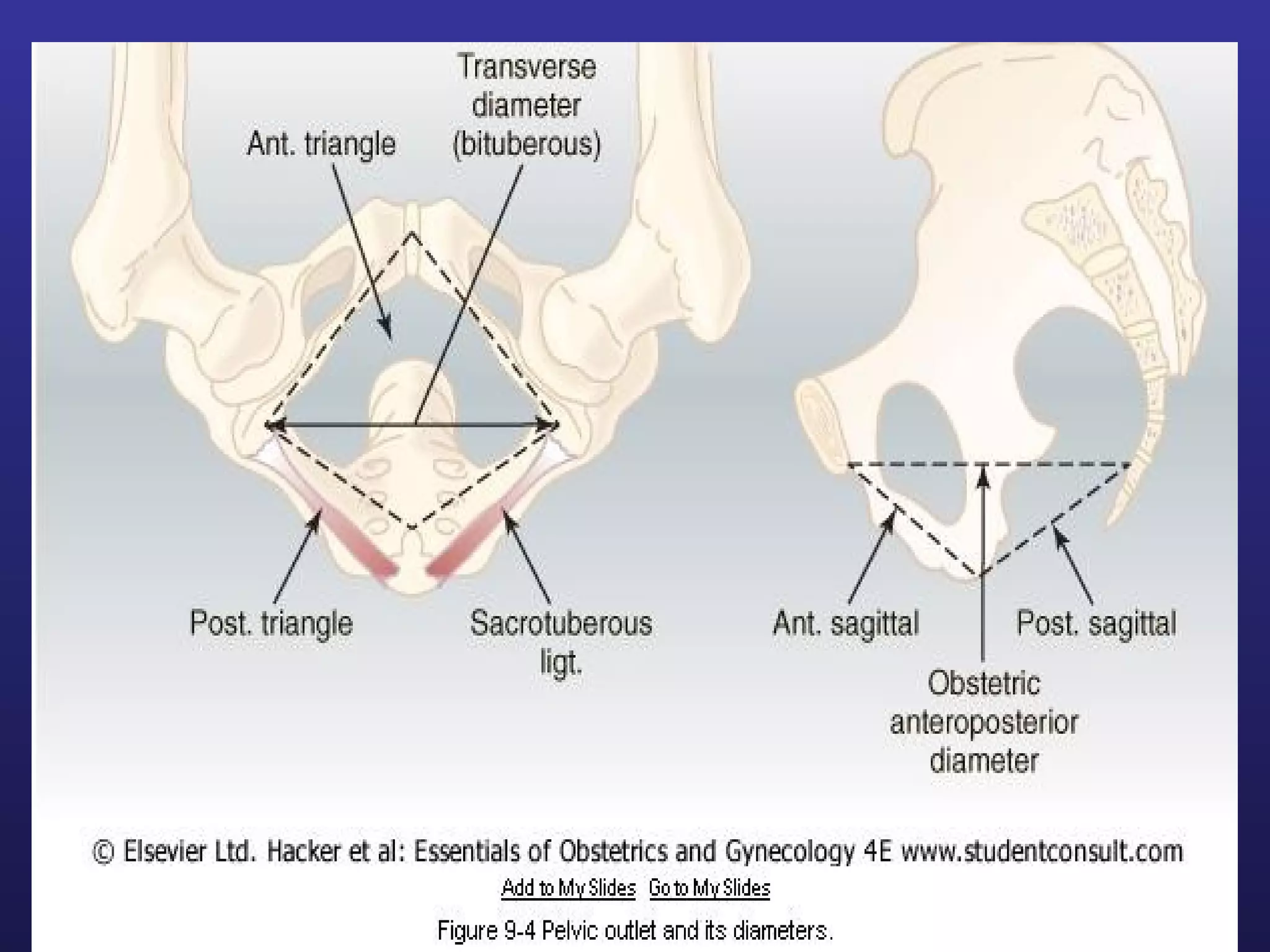 Pelvis And Pelvimetry Ppt