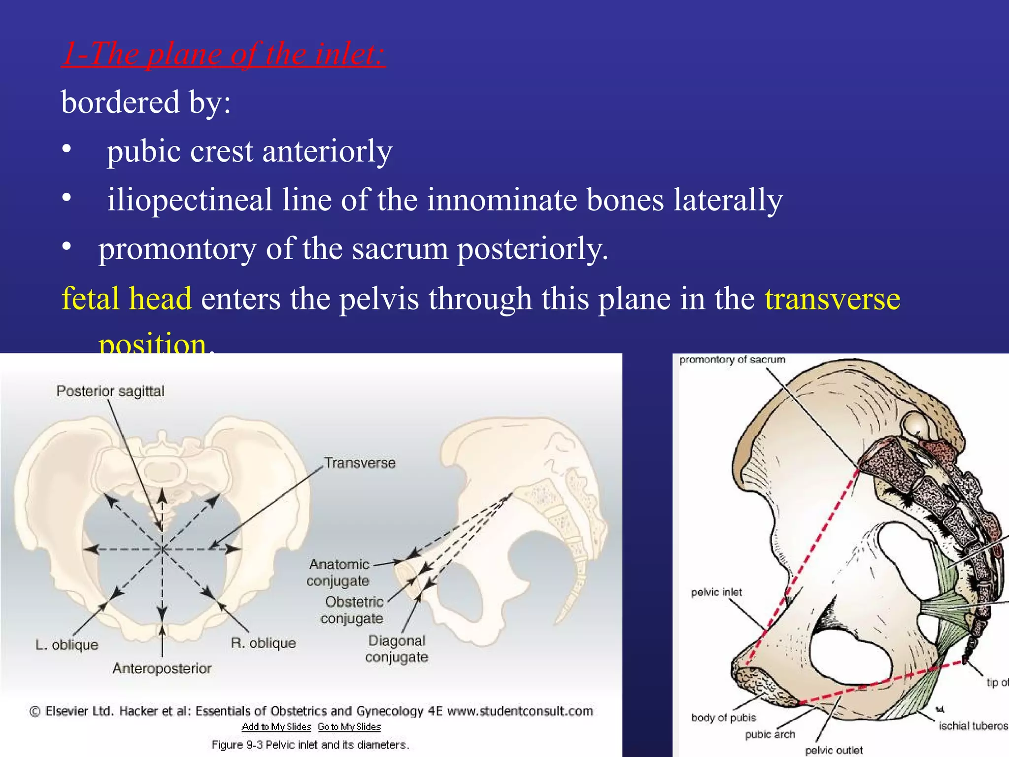 Pelvis and pelvimetry | PPT