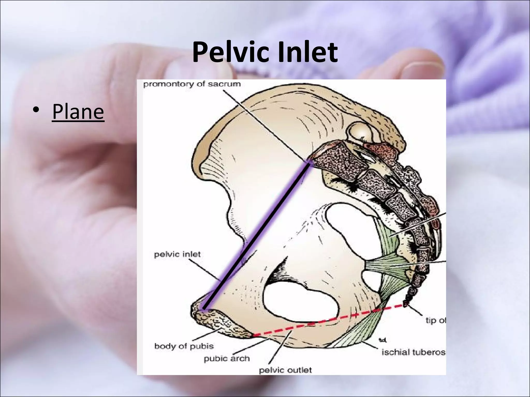 Pelvis and pelvimetry | PPT