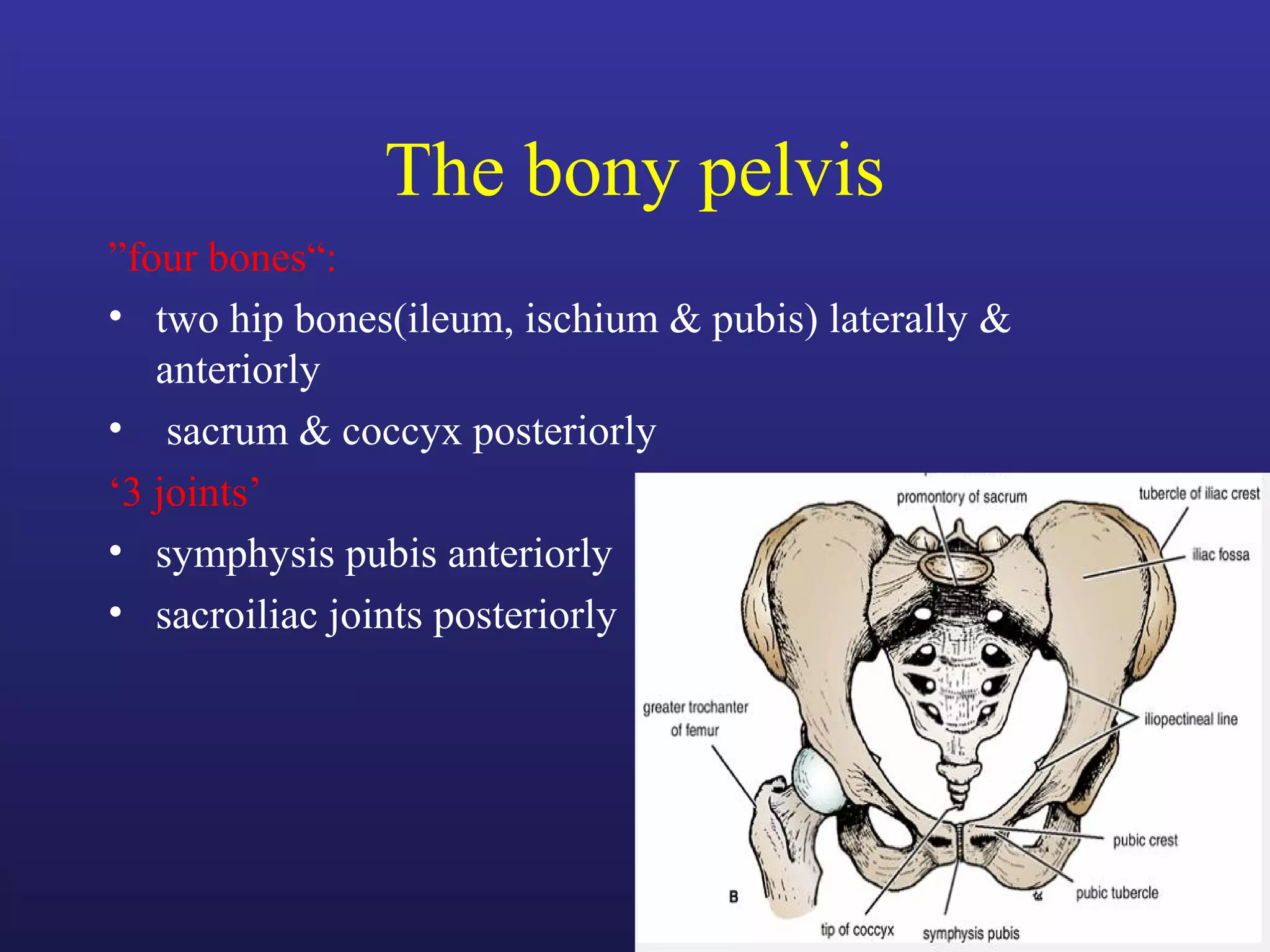 Pelvis and pelvimetry | PPT