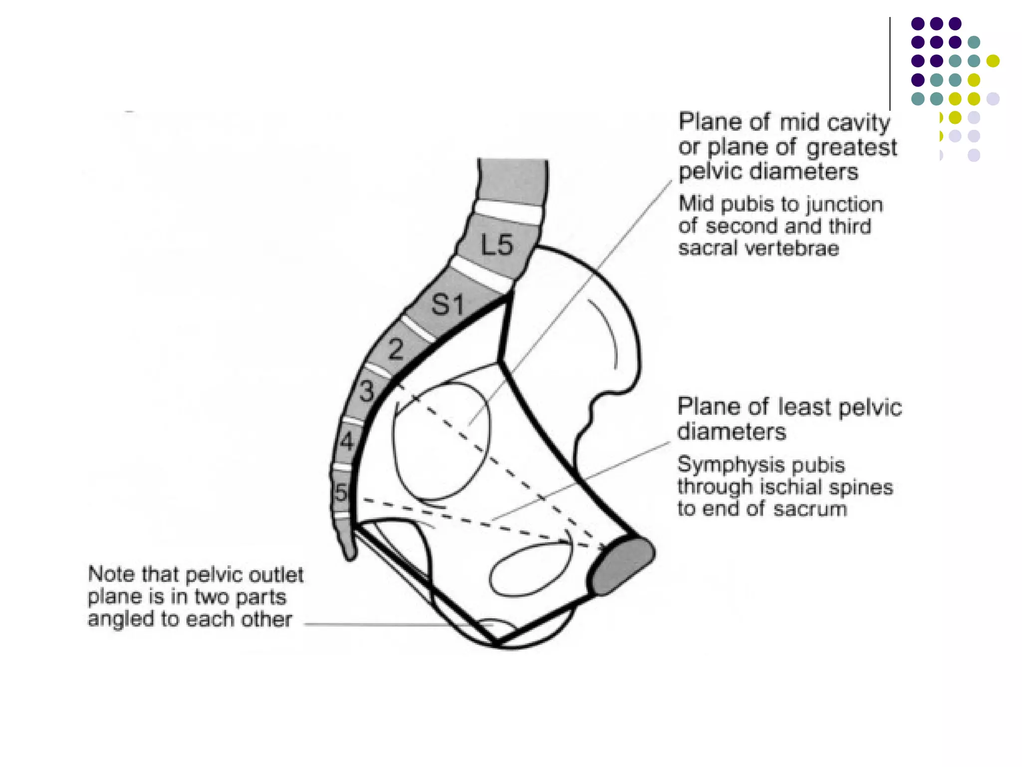 Pelvis and pelvimetry | PPT