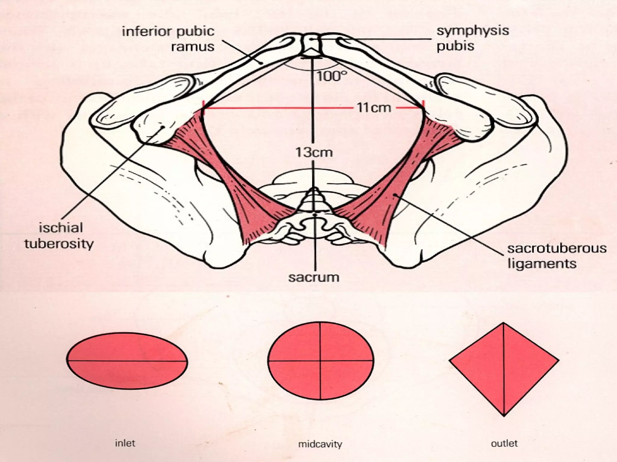 Pelvis and pelvimetry | PPT