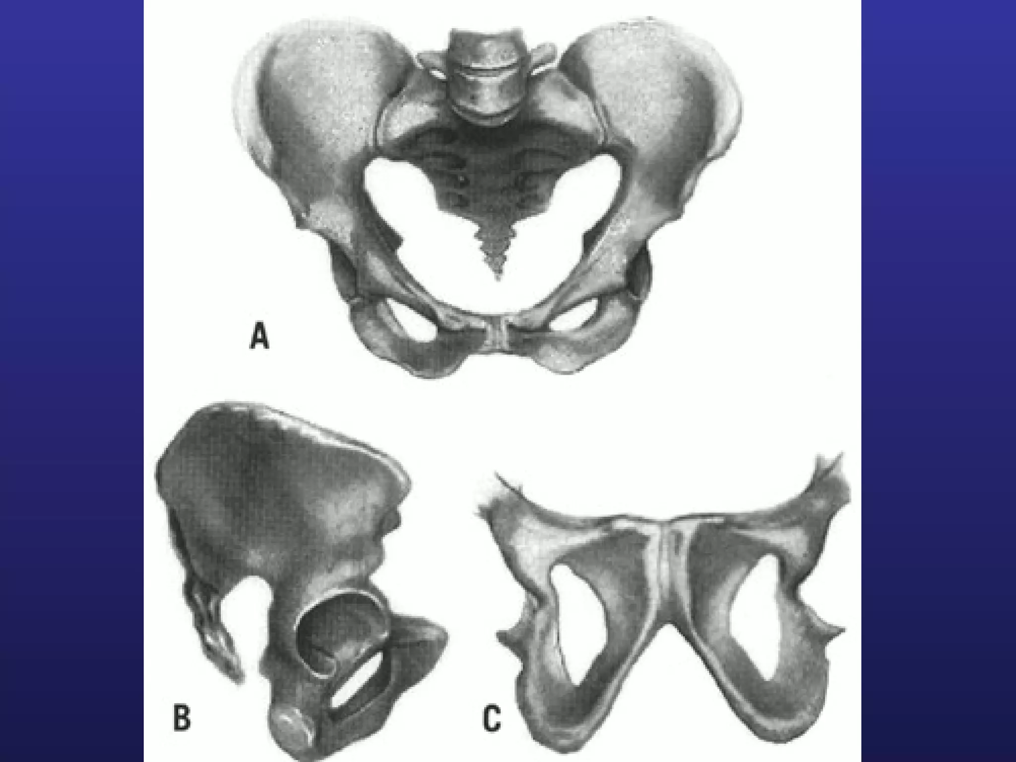Pelvis and pelvimetry | PPT