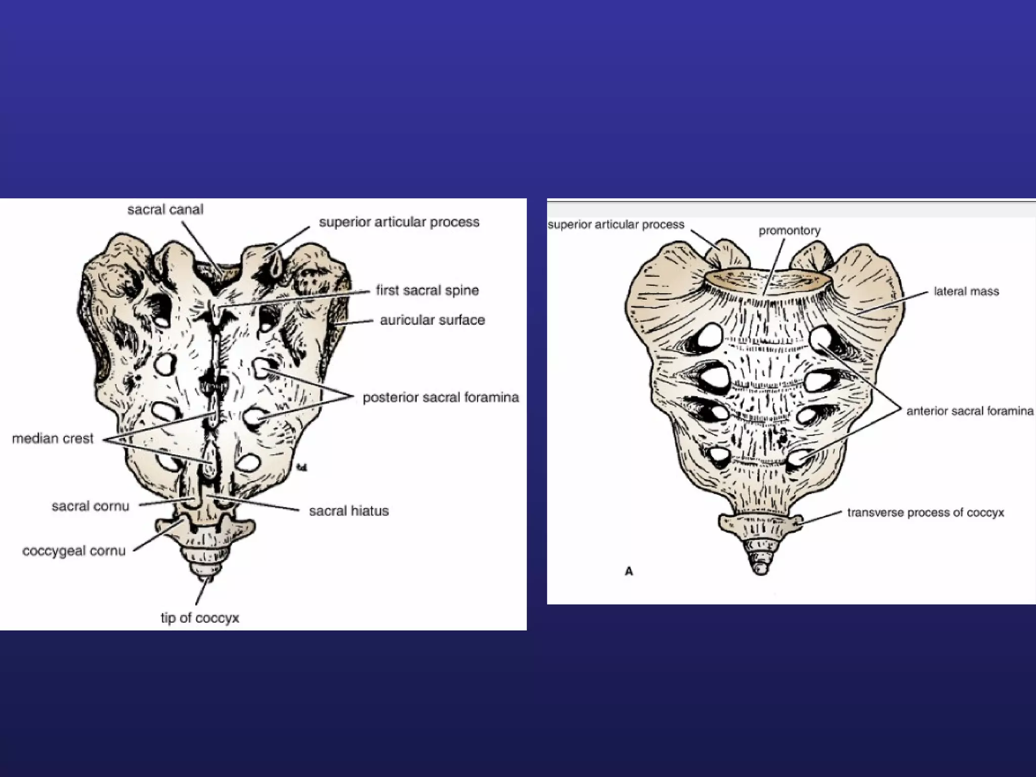 Pelvis and pelvimetry | PPT