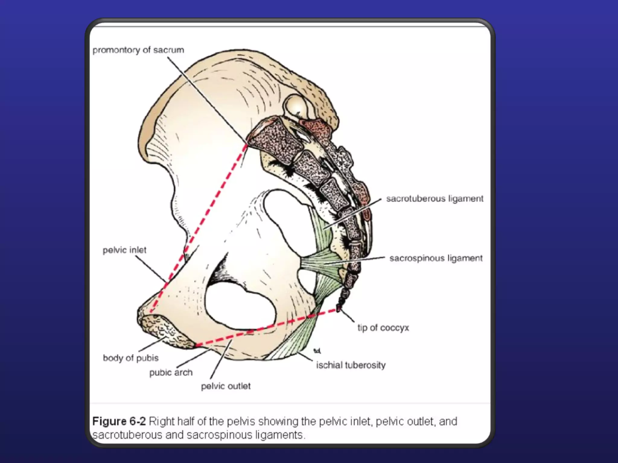 Pelvis and pelvimetry | PPT