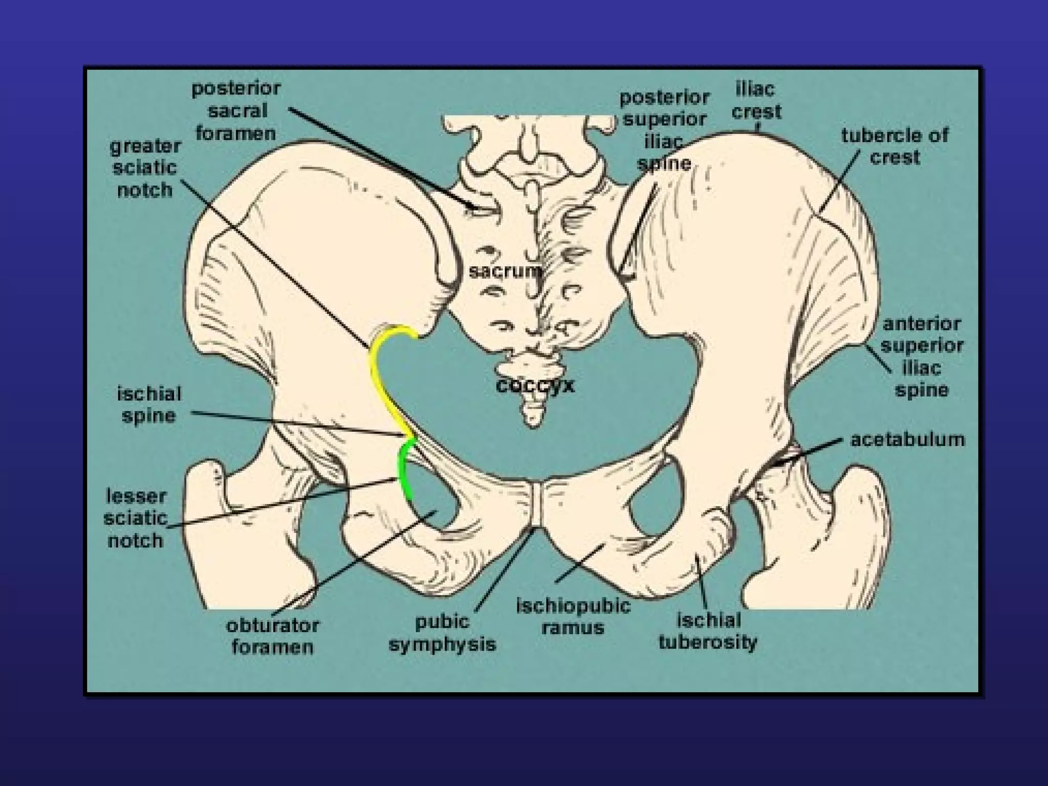 Pelvis and pelvimetry | PPT