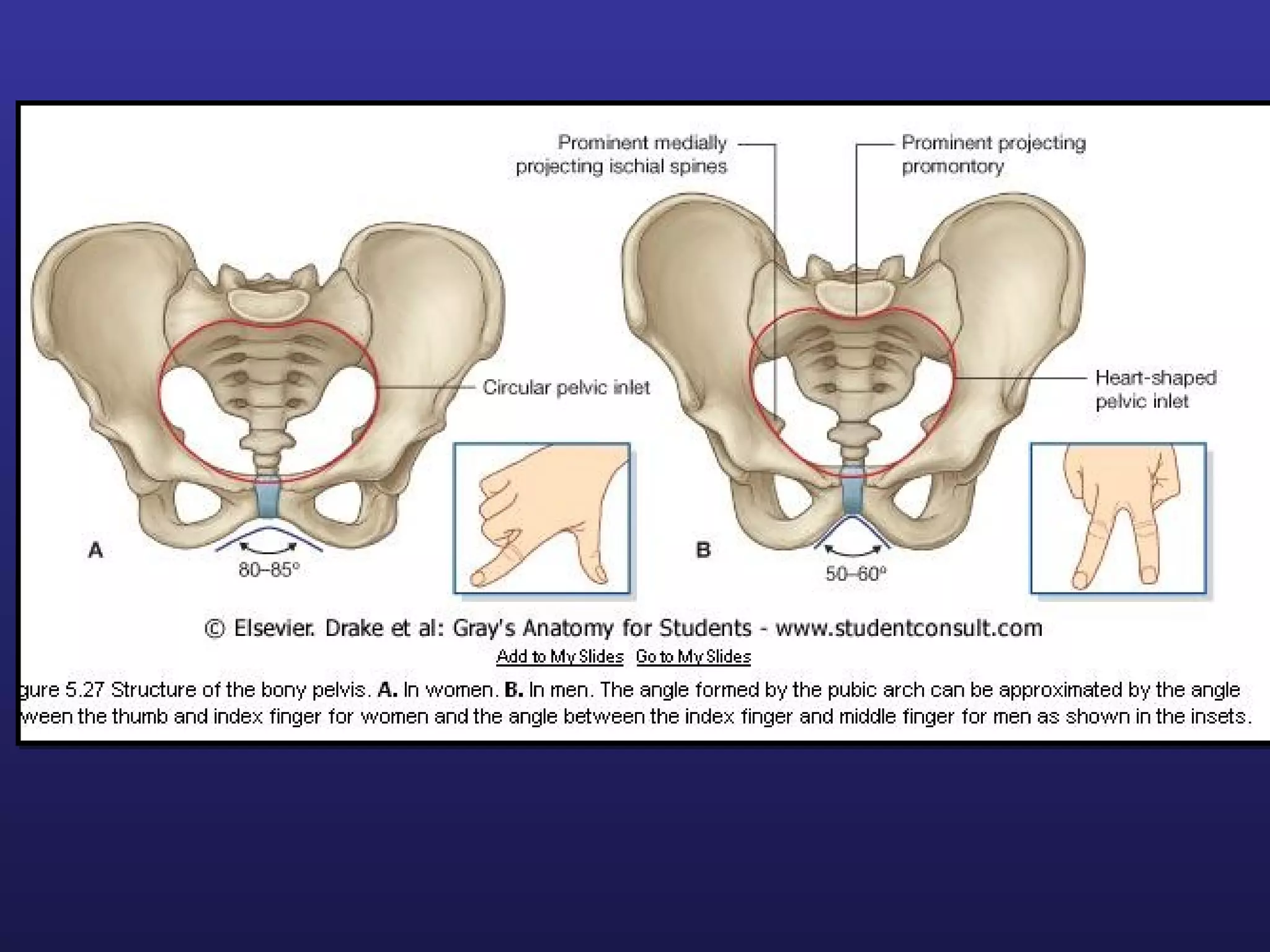 Pelvis and pelvimetry | PPT