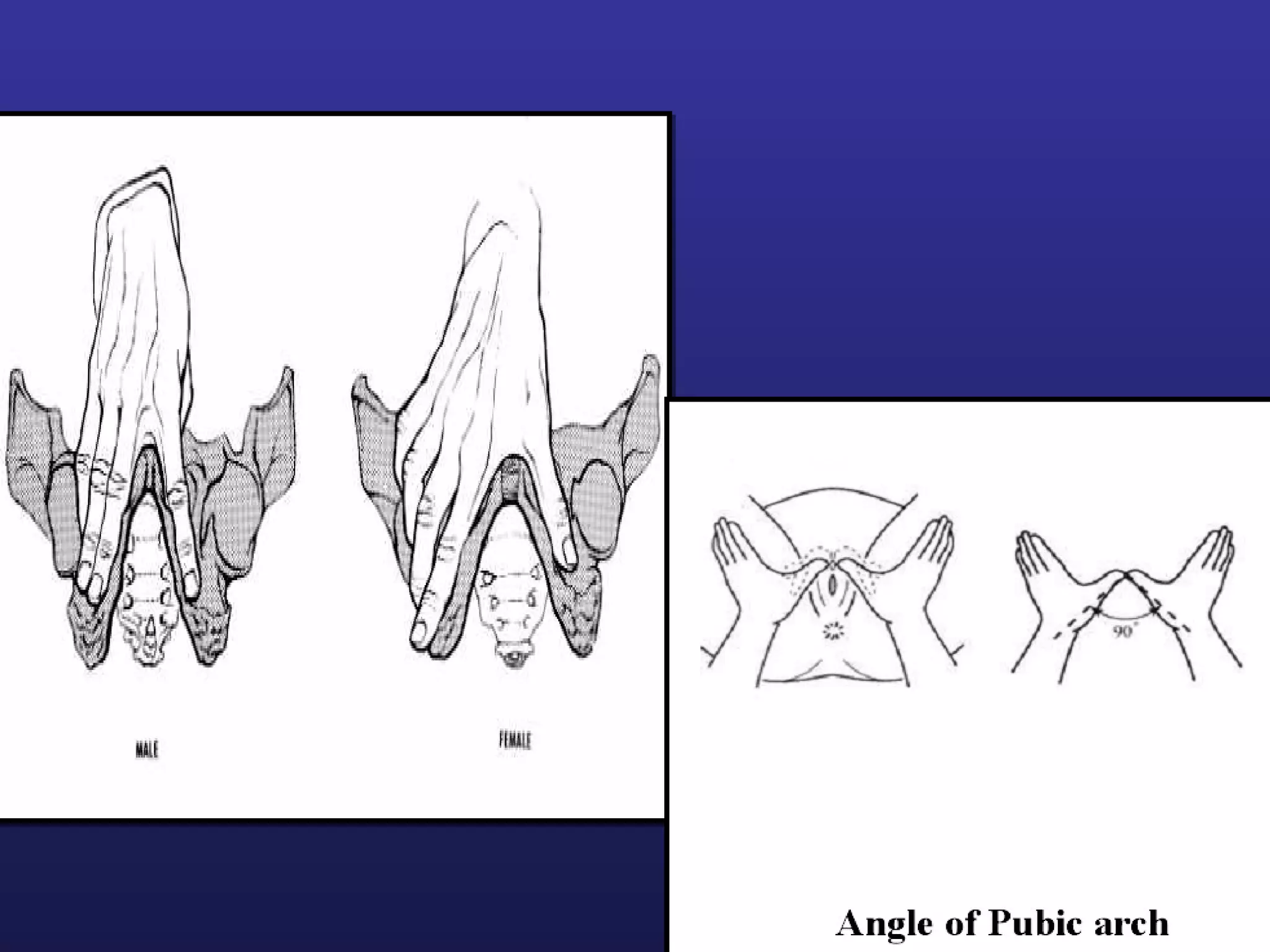 Pelvis and pelvimetry | PPT